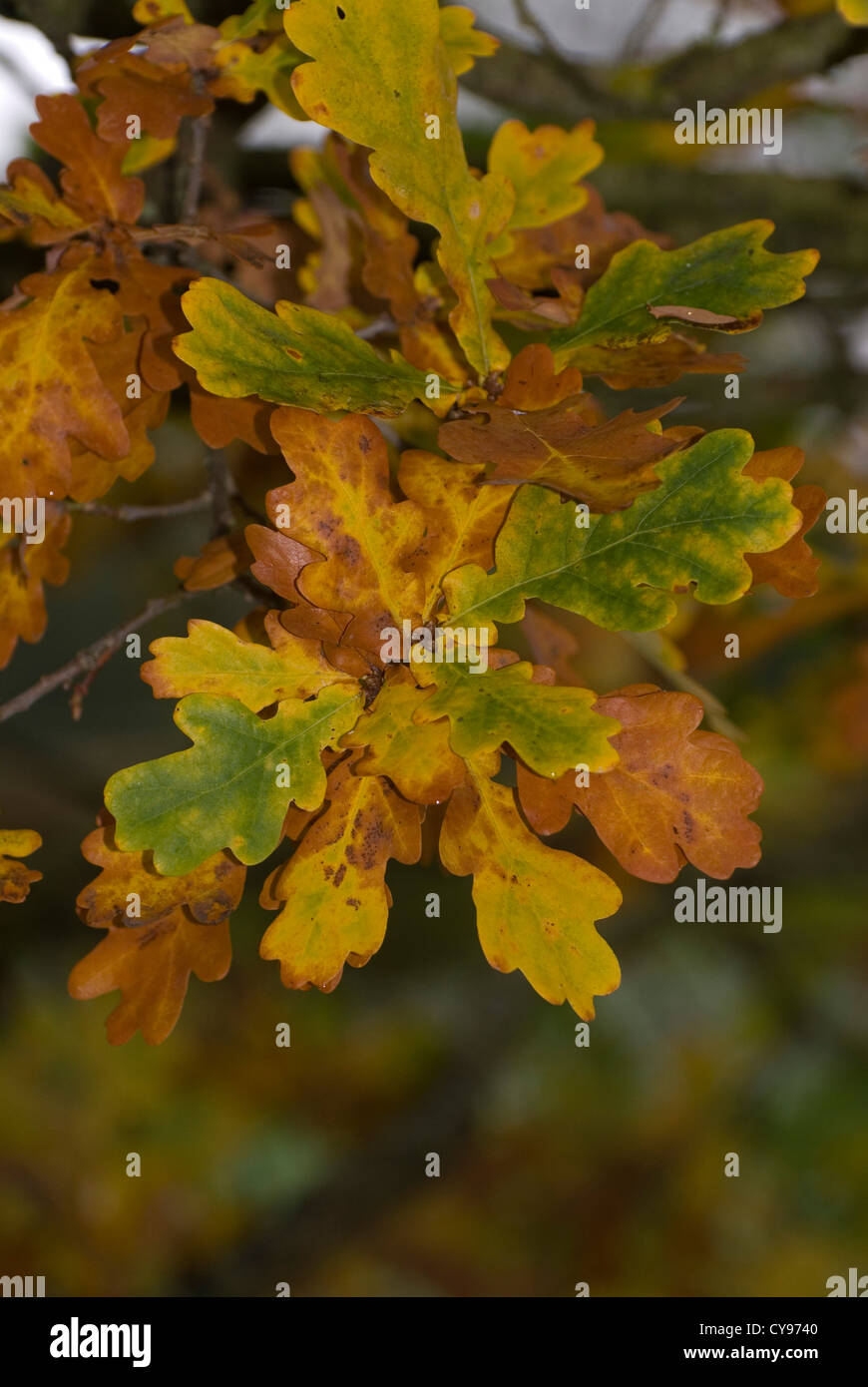 Oak leaves colours hi-res stock photography and images - Alamy