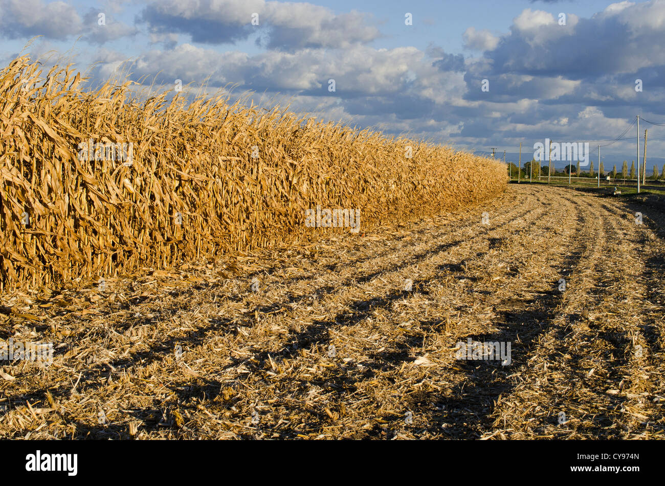 Corn field partially harvested Stock Photo - Alamy