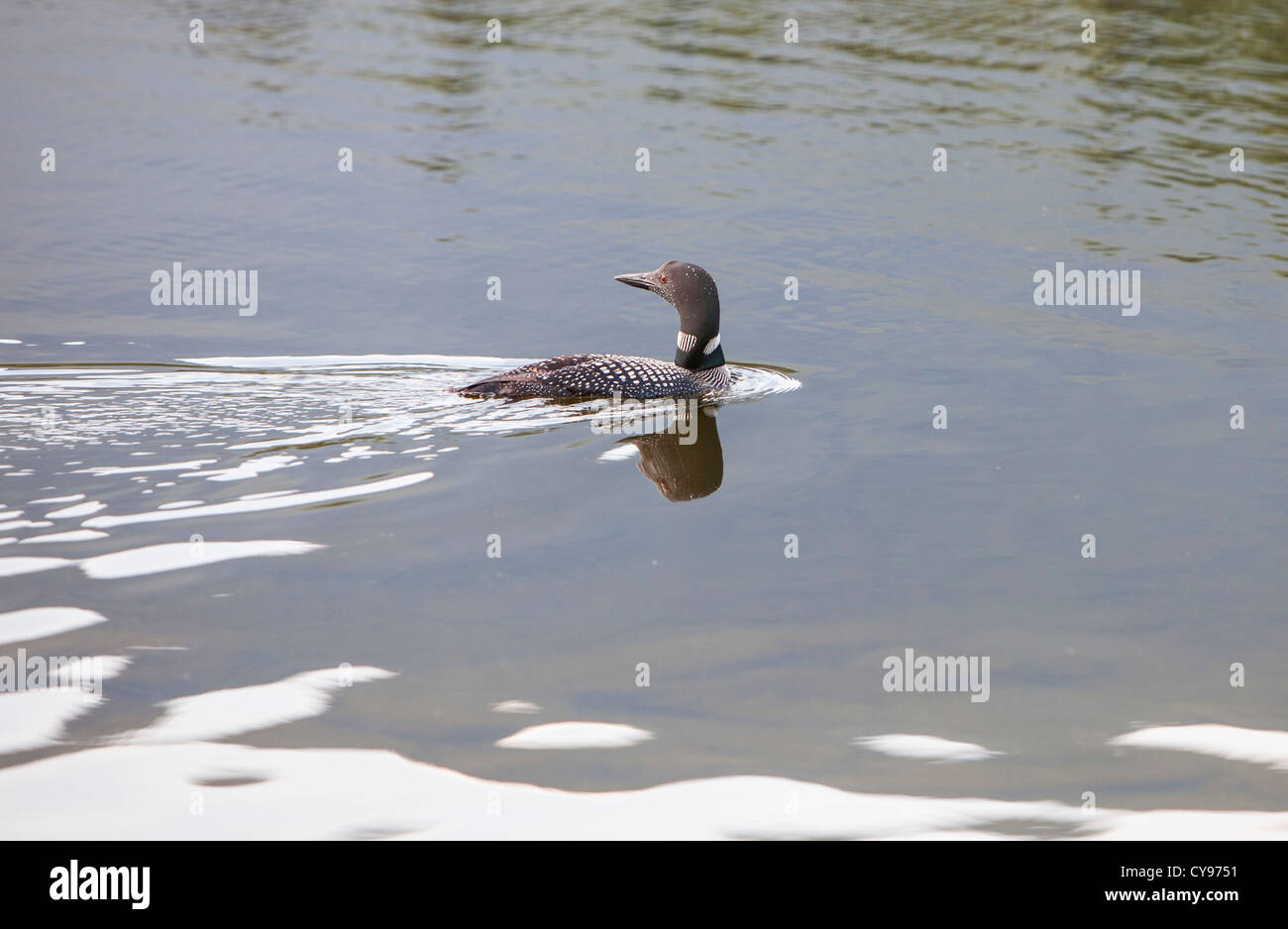 A Great Northern Diver, or Common Loon (Gavia immer) diving for food in ...