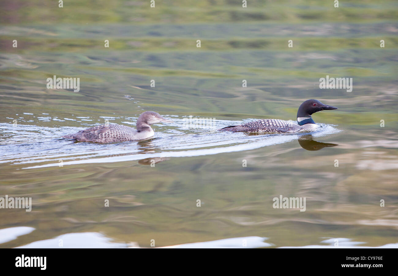 Juvenile great northern diver hi-res stock photography and images - Alamy