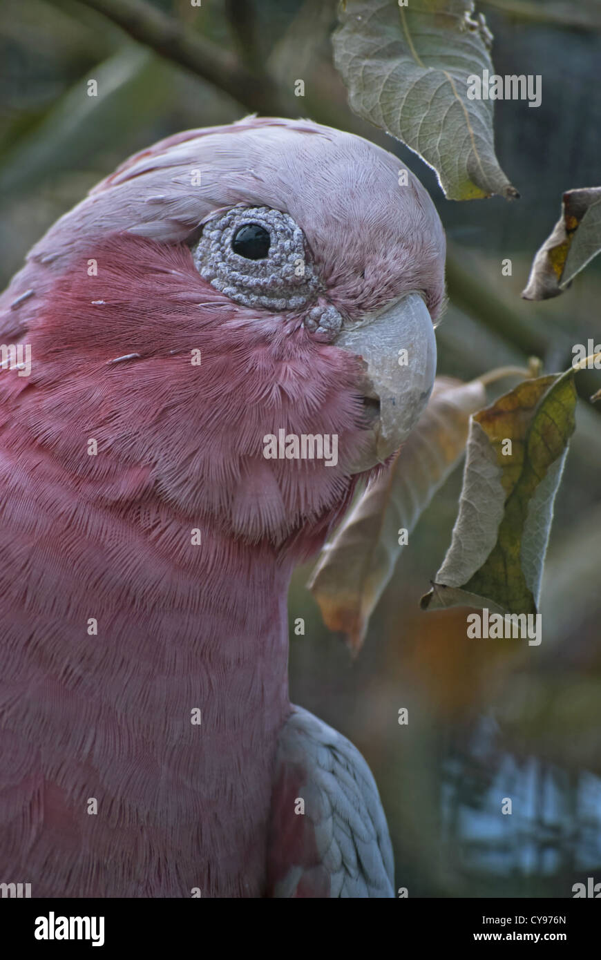 Galah, Eolophus roseicapilla, or Rose-breasted Cockatoo, Galah Cockatoo ...
