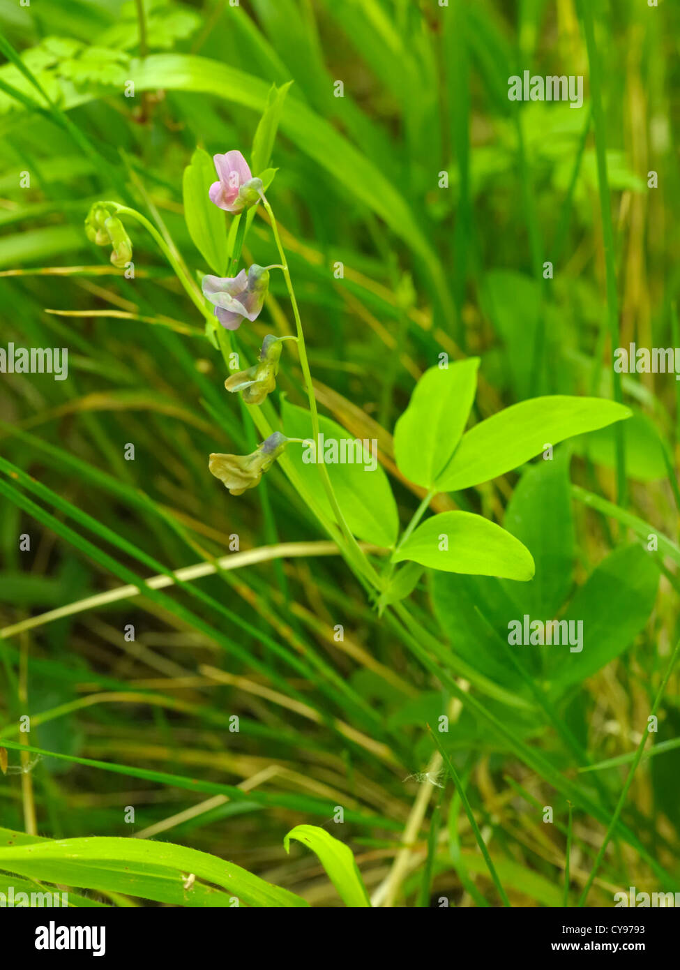 Bitter-vetch, Lathyrus linifolius Stock Photo - Alamy