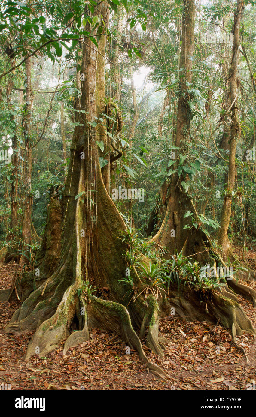 Mukwa tree hi-res stock photography and images - Alamy