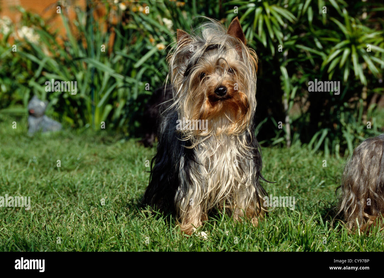 Yorkie playing in grass hi-res stock photography and images - Alamy