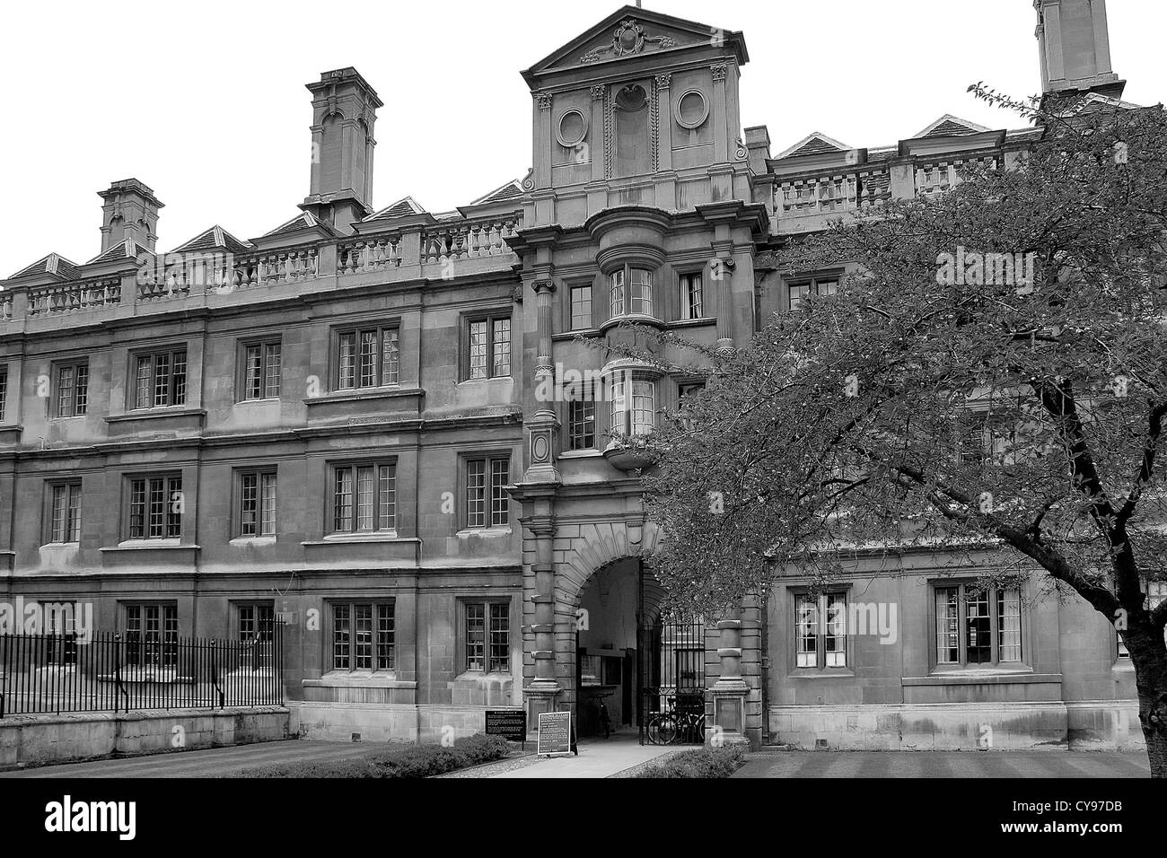 Old cherry tree in Black and White Stock Photos & Images - Alamy
