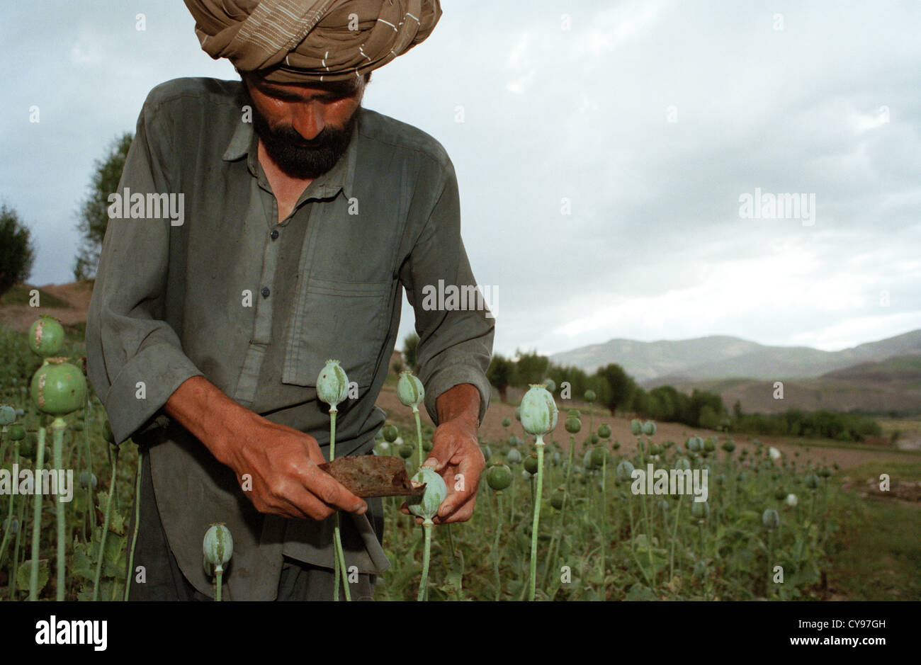 Opium poppy afghanistan hi-res stock photography and images - Alamy