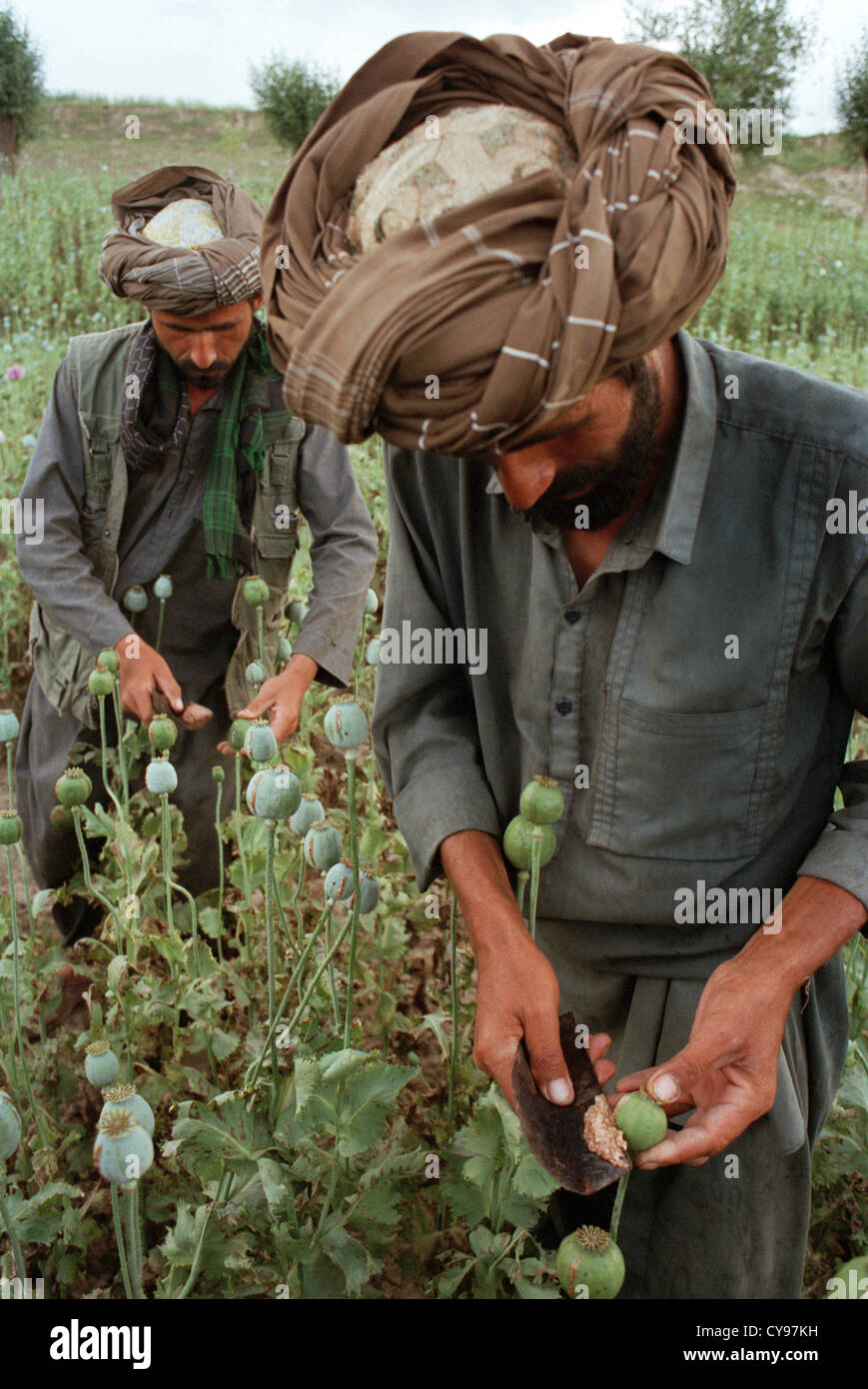 Papaver somniferum, Poppy, Opium poppy. Afghanistan, Badkshan Province ...