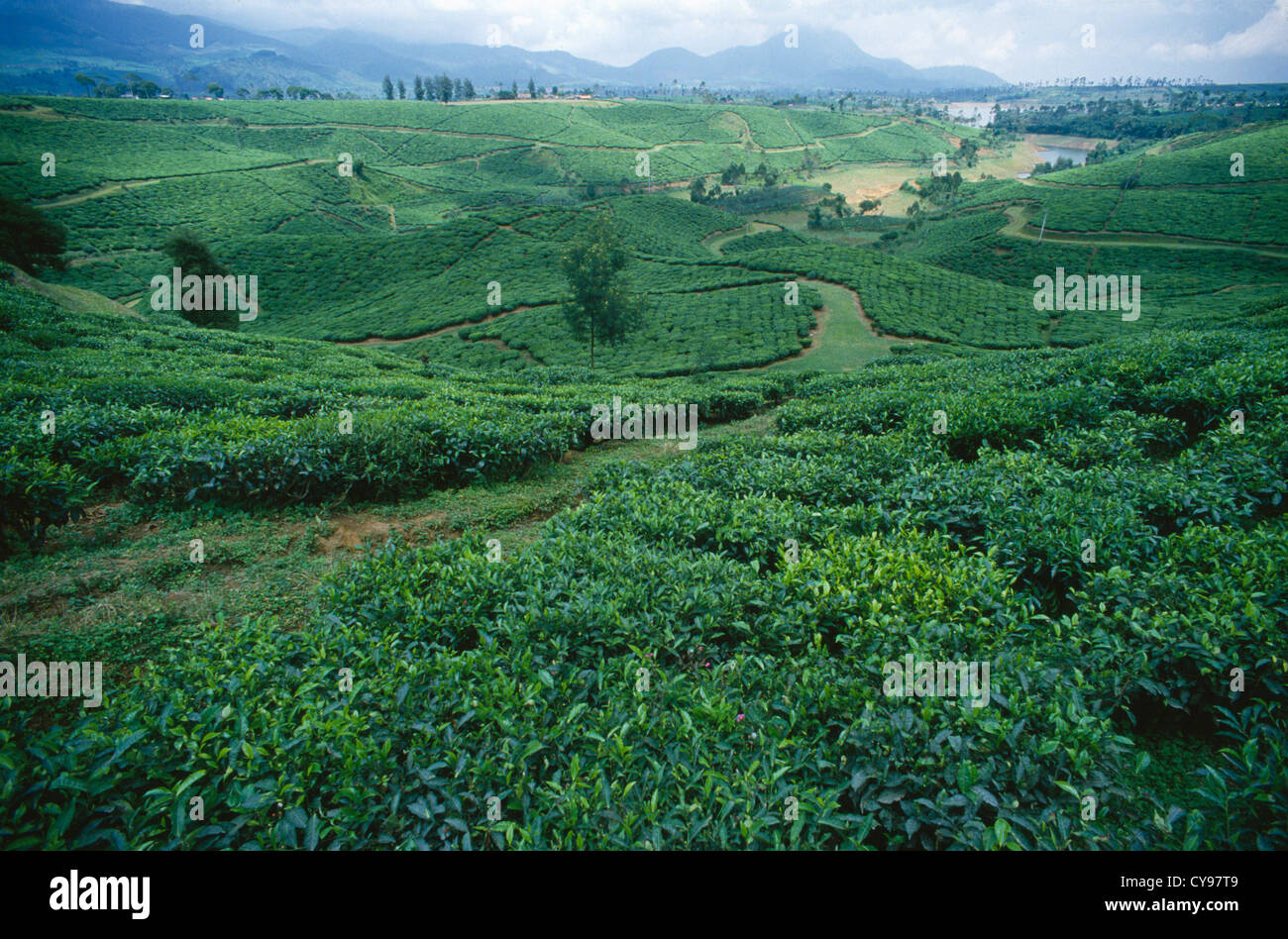 Camellia sinensis, Tea plant Stock Photo - Alamy