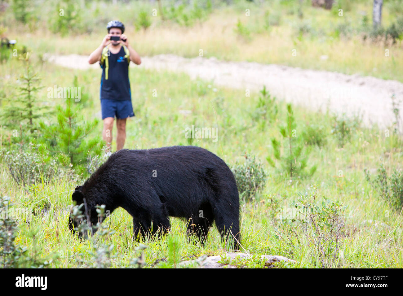 A Black Bear, Ursus americanus, in Banff National park, Canada Stock ...