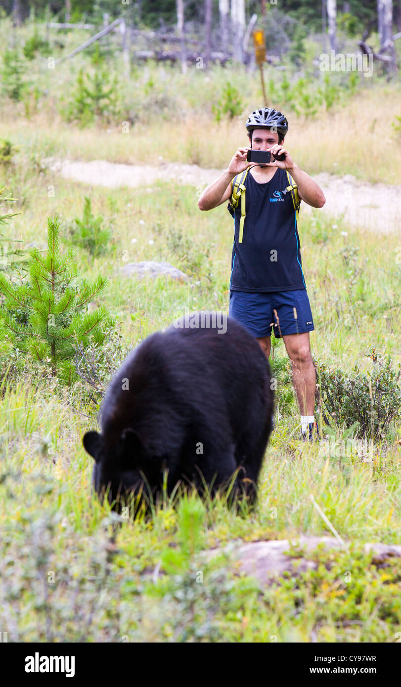 A Black Bear, Ursus americanus, in Banff National park, Canada Stock ...