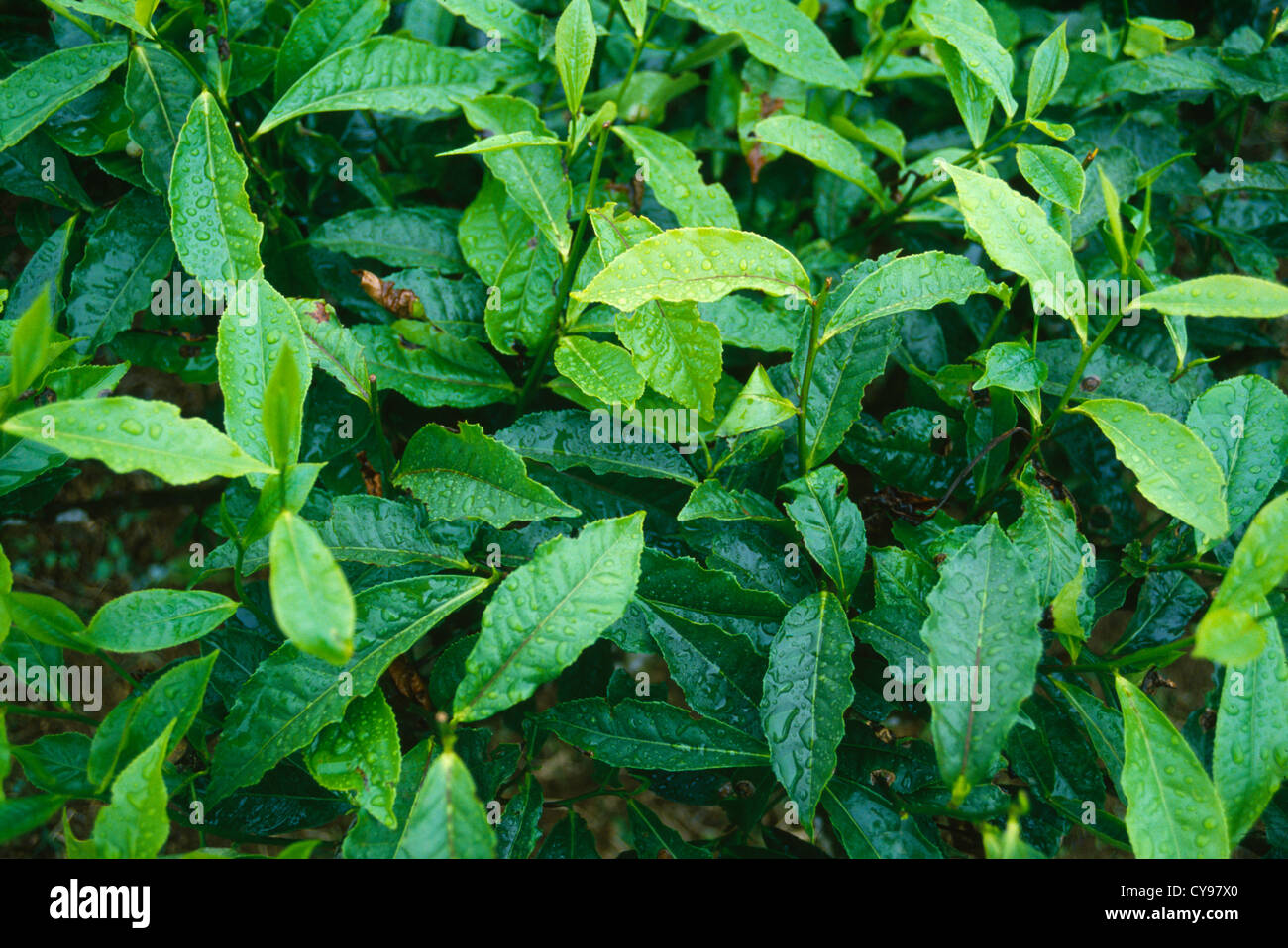 Camellia sinensis, Tea plant Stock Photo - Alamy
