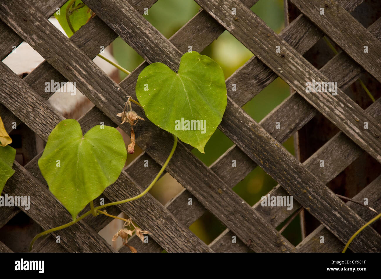 Old wooden fence with climber plant in home garden Stock Photo - Alamy