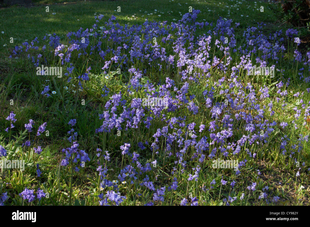 Bluebells in partial shade Stock Photo - Alamy