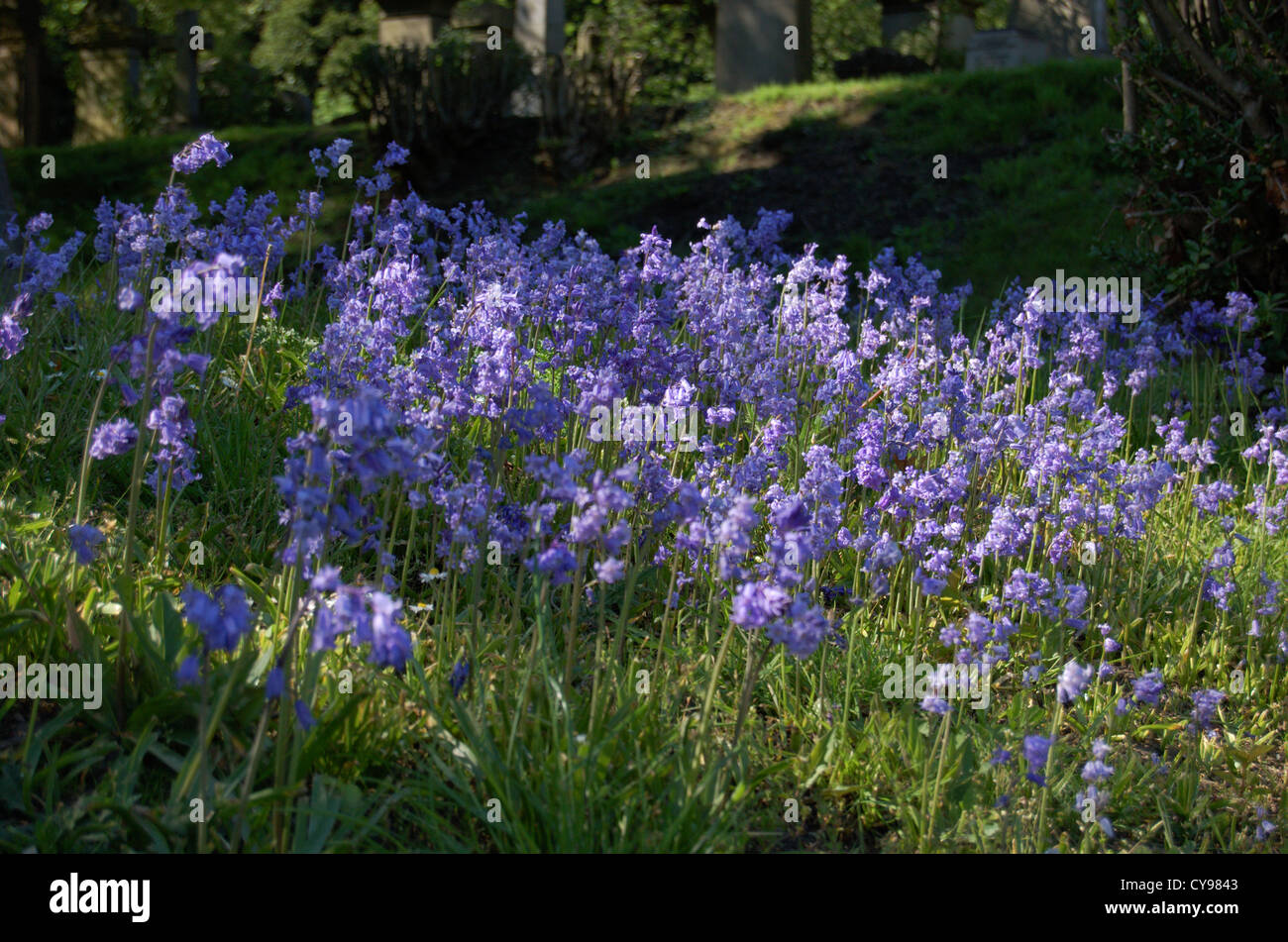 Bluebells in partial shade Stock Photo - Alamy