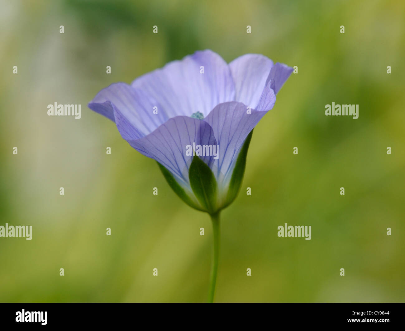 Linseed flower hi-res stock photography and images - Alamy