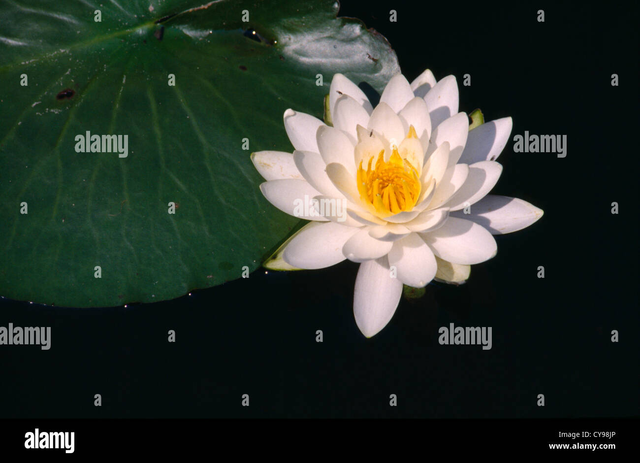 Nymphaea alba, Water lily Stock Photo - Alamy