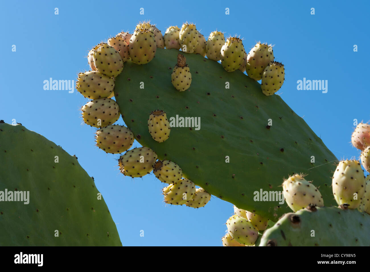 Prickly pears in Gran Canaria Canary Islands Spain Stock Photo - Alamy