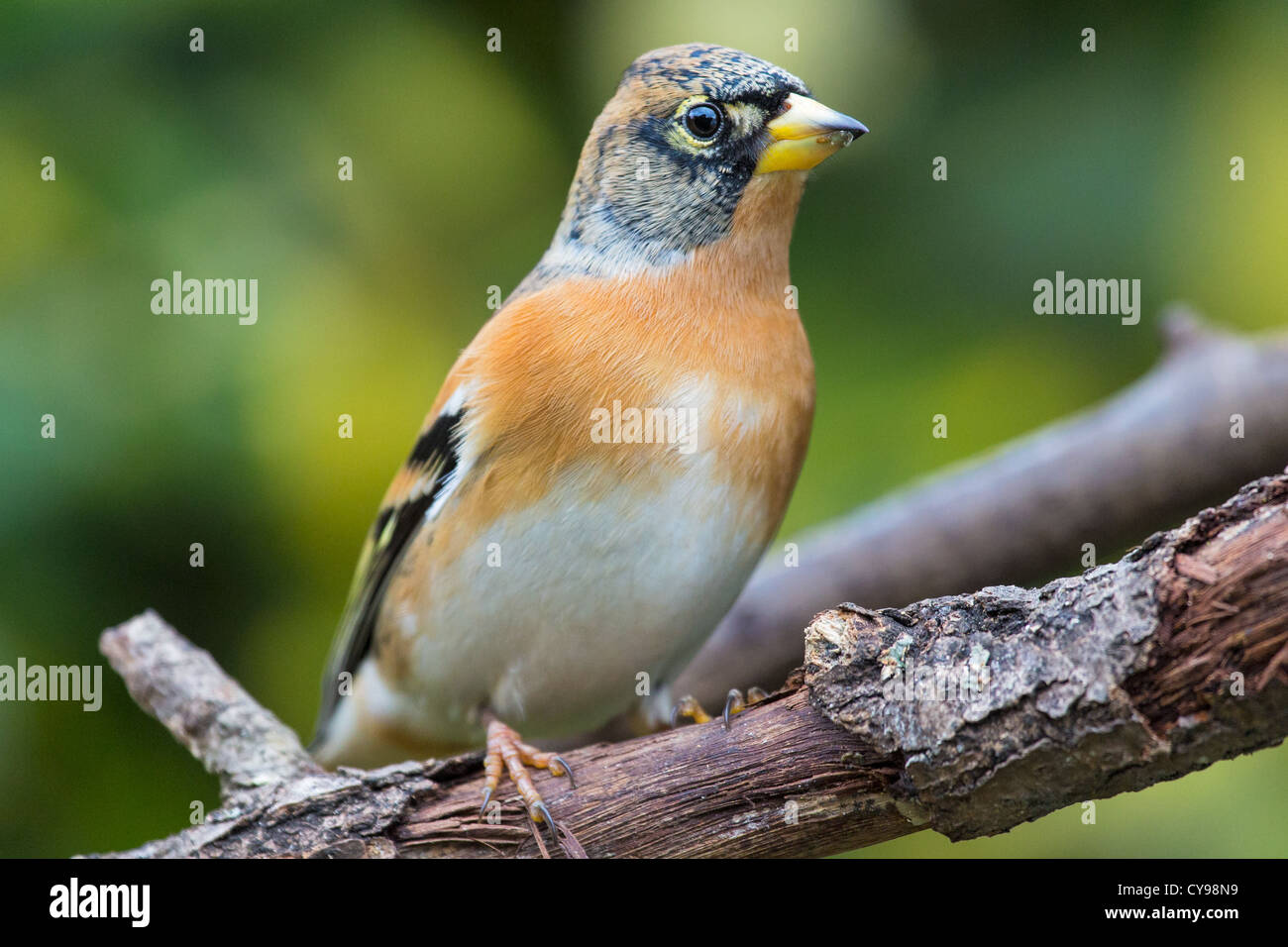 Brambling winter plumage hi-res stock photography and images - Alamy