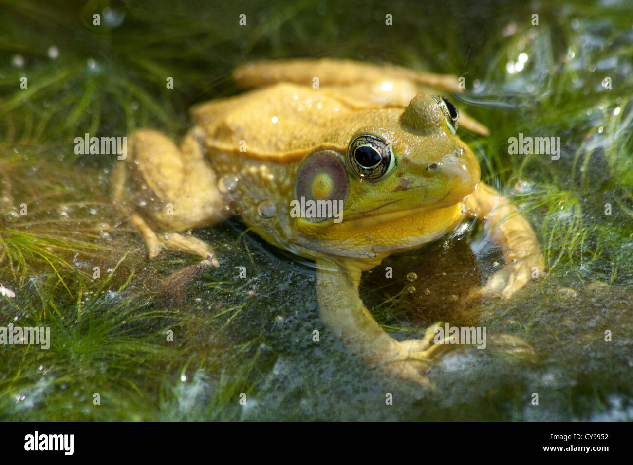 Rana clamitans melanota hi-res stock photography and images - Alamy
