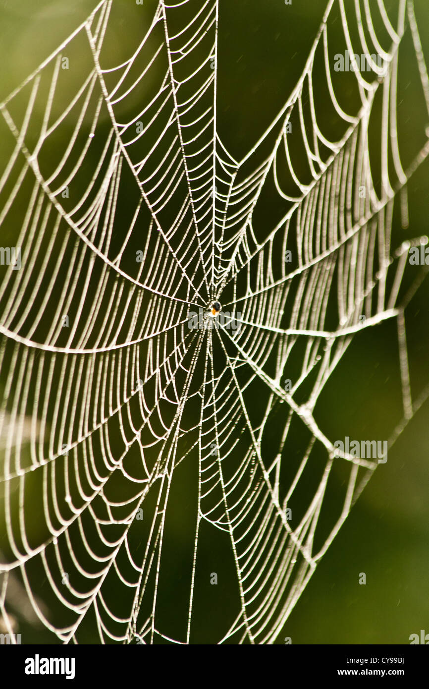 Spider web hi-res stock photography and images - Alamy