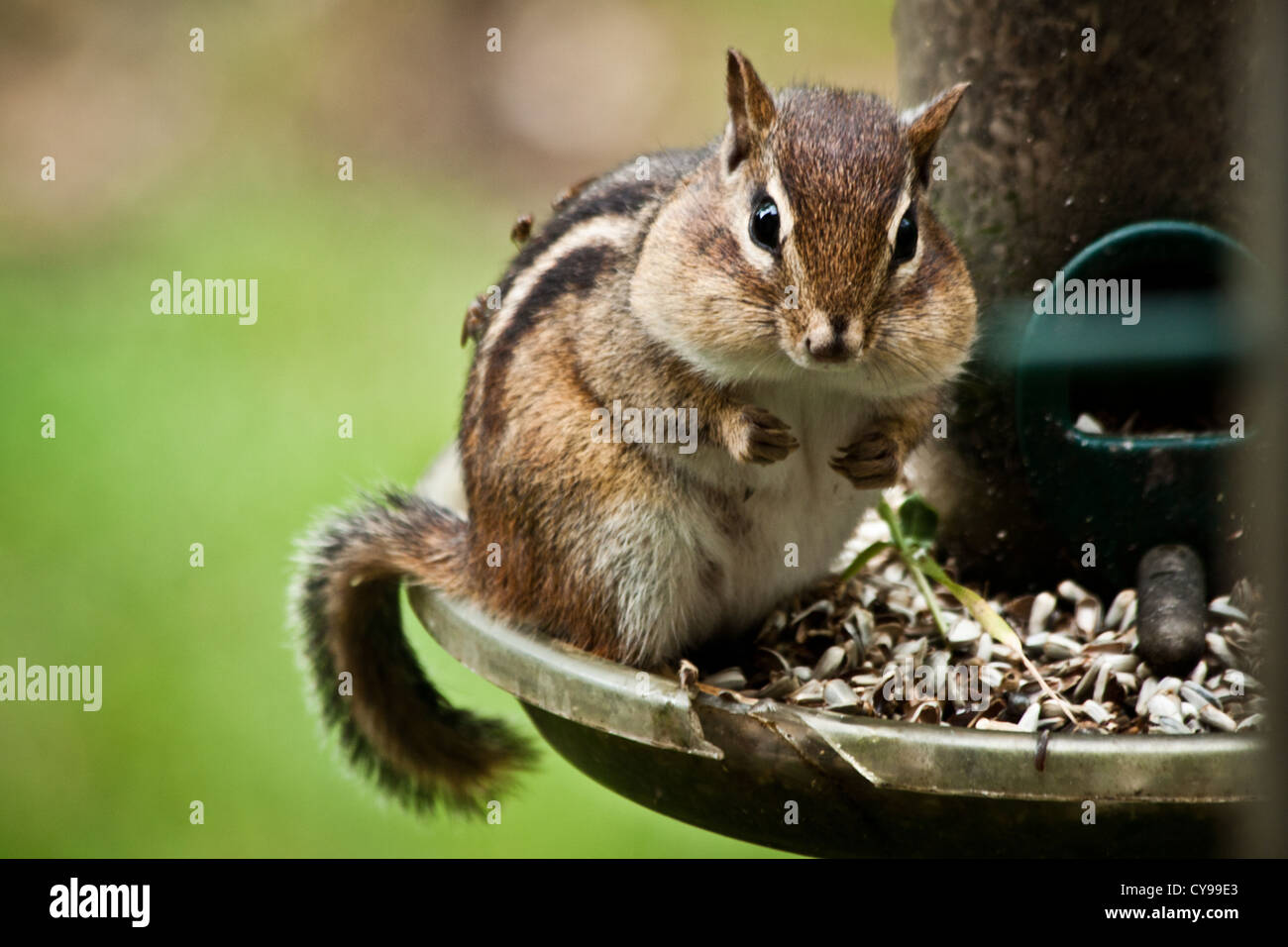 Worlds Fattest Chipmunk