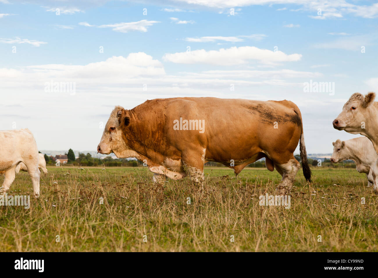Bull with cows hi-res stock photography and images - Alamy