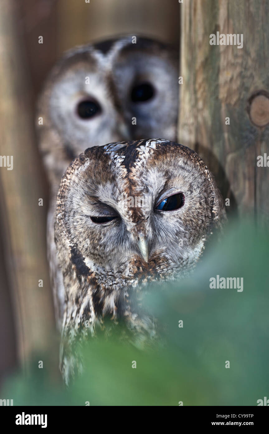 Owls of italy hi-res stock photography and images - Alamy