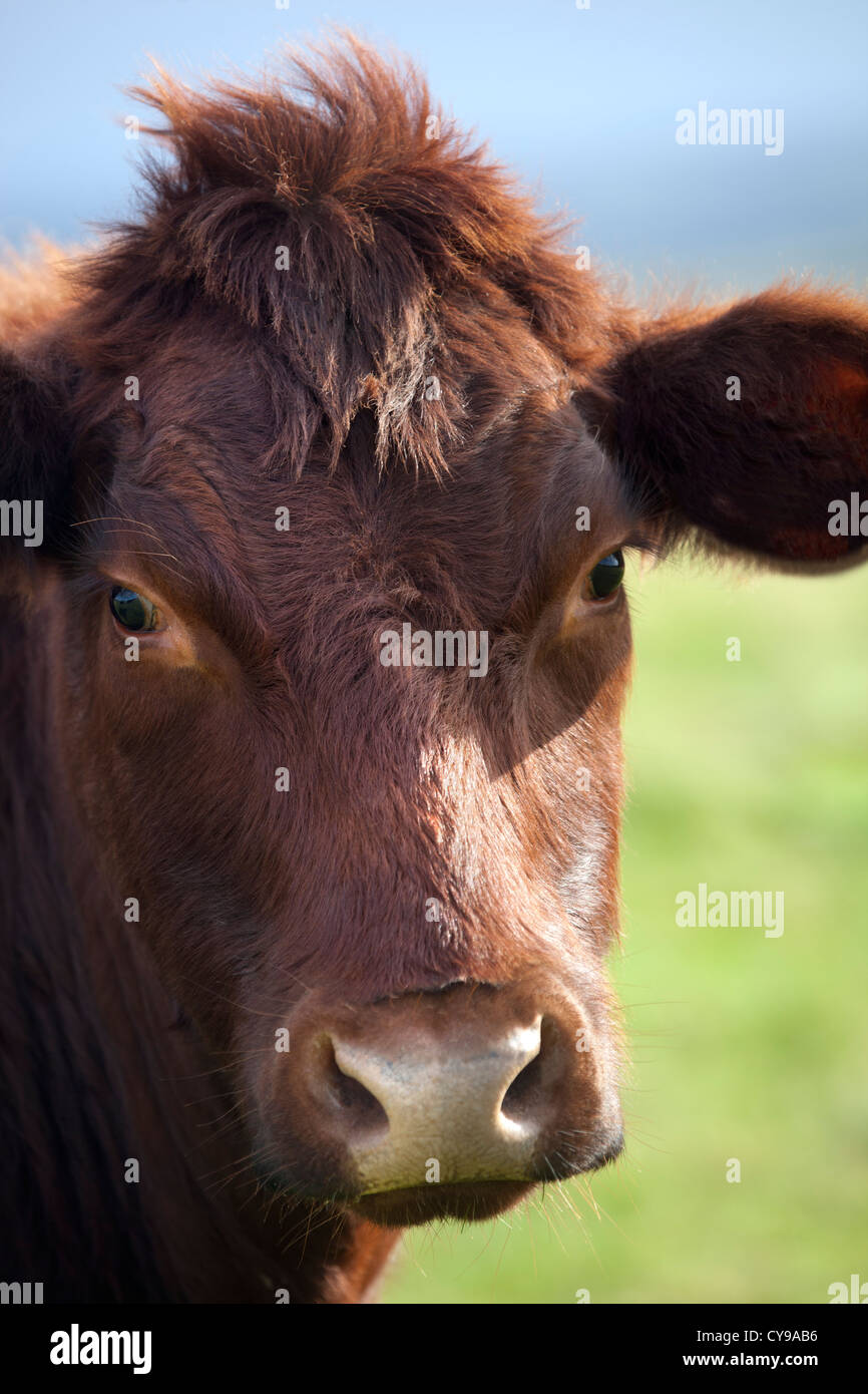 Short horn cows hi-res stock photography and images - Alamy