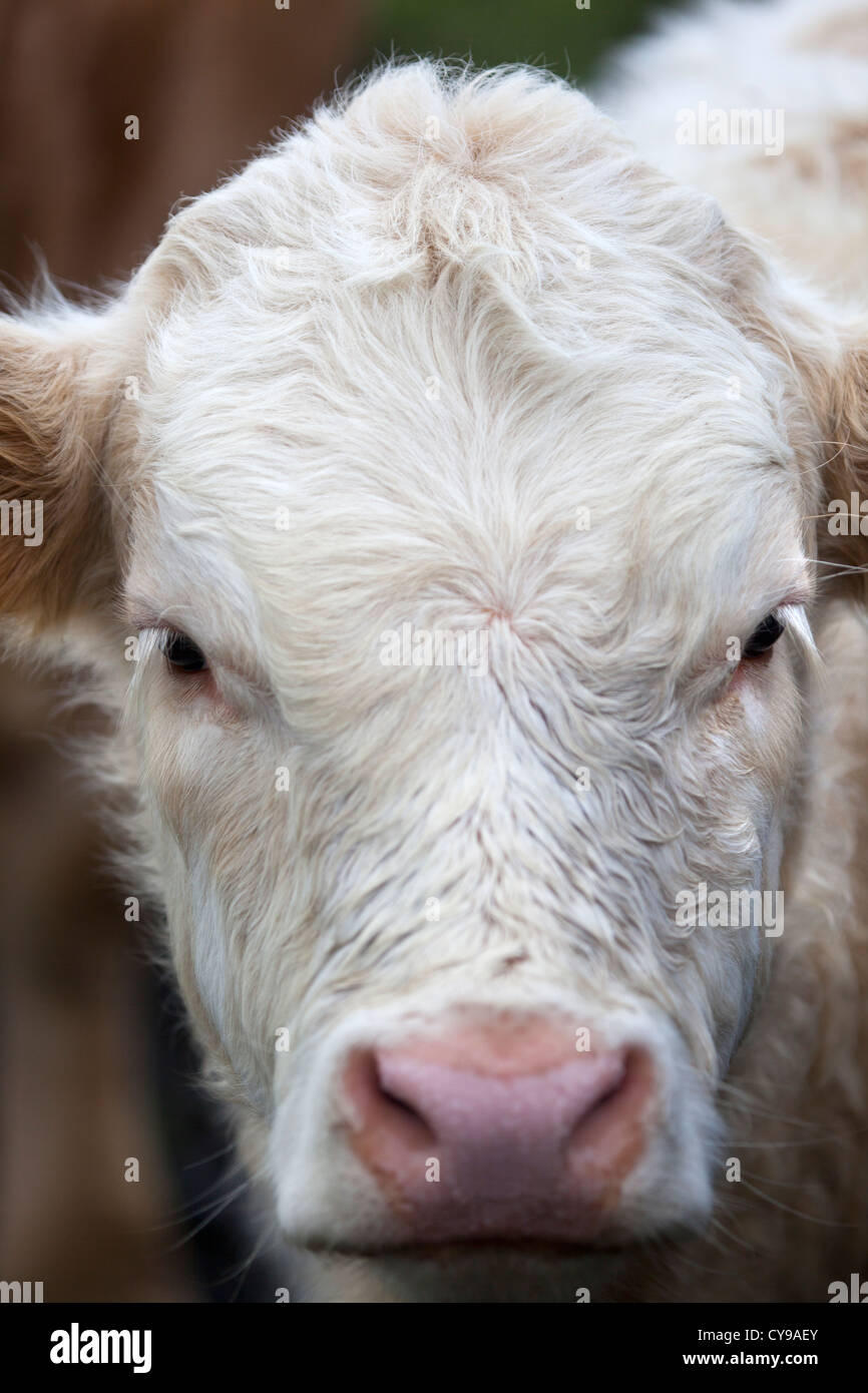 Short horn bull hi-res stock photography and images - Alamy