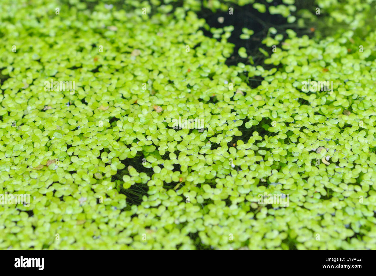 Common duckweed (Lemna minor Stock Photo - Alamy