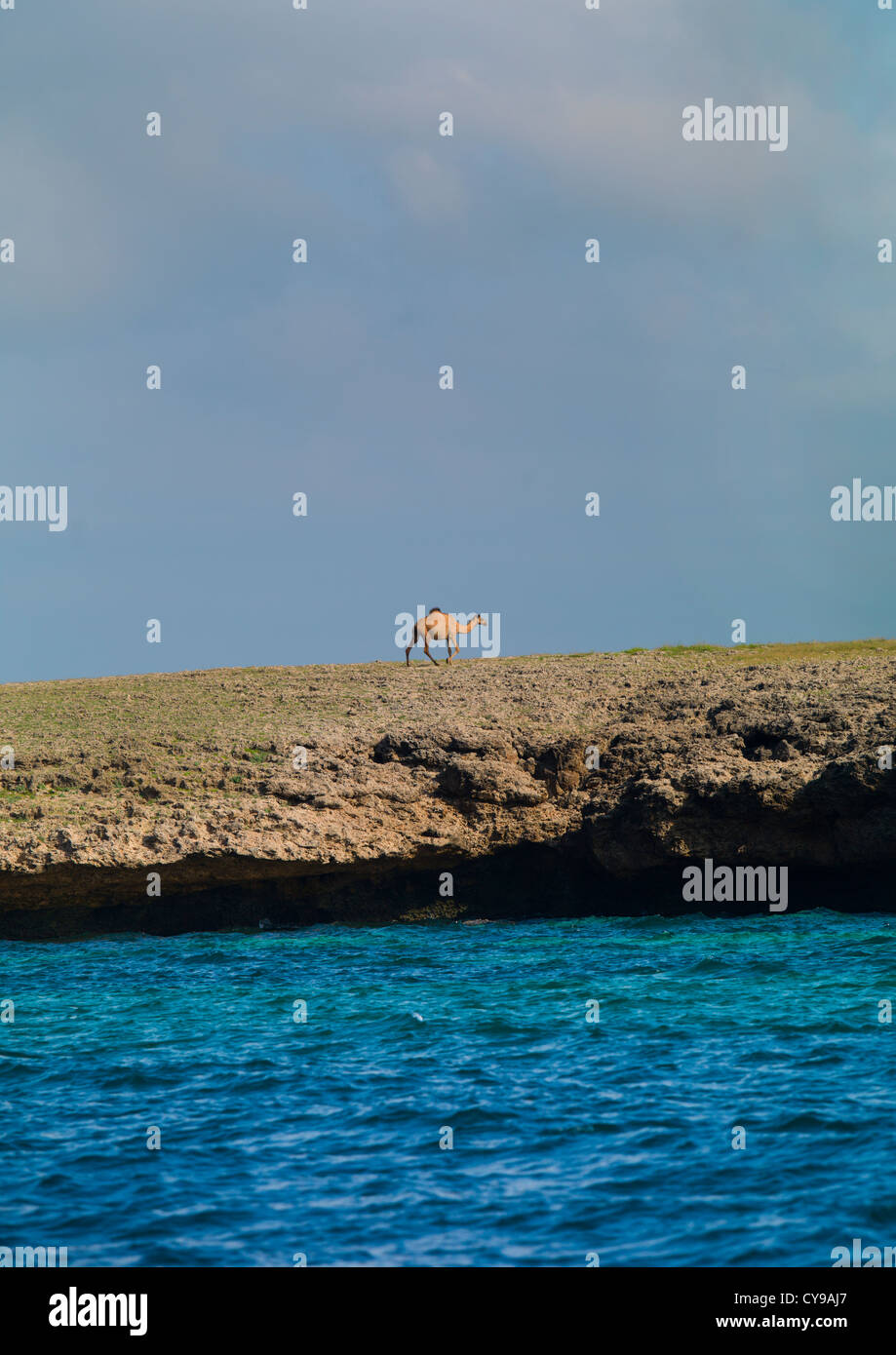 Camel On Dahlak Archipelago, Eritrea Stock Photo - Alamy