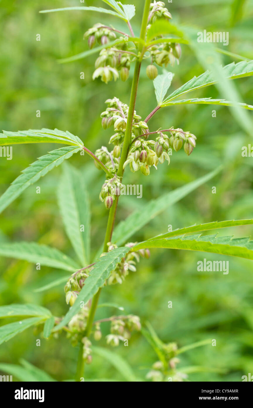 Hemp (Cannabis sativa var. spontanea) with male flowers Stock Photo - Alamy
