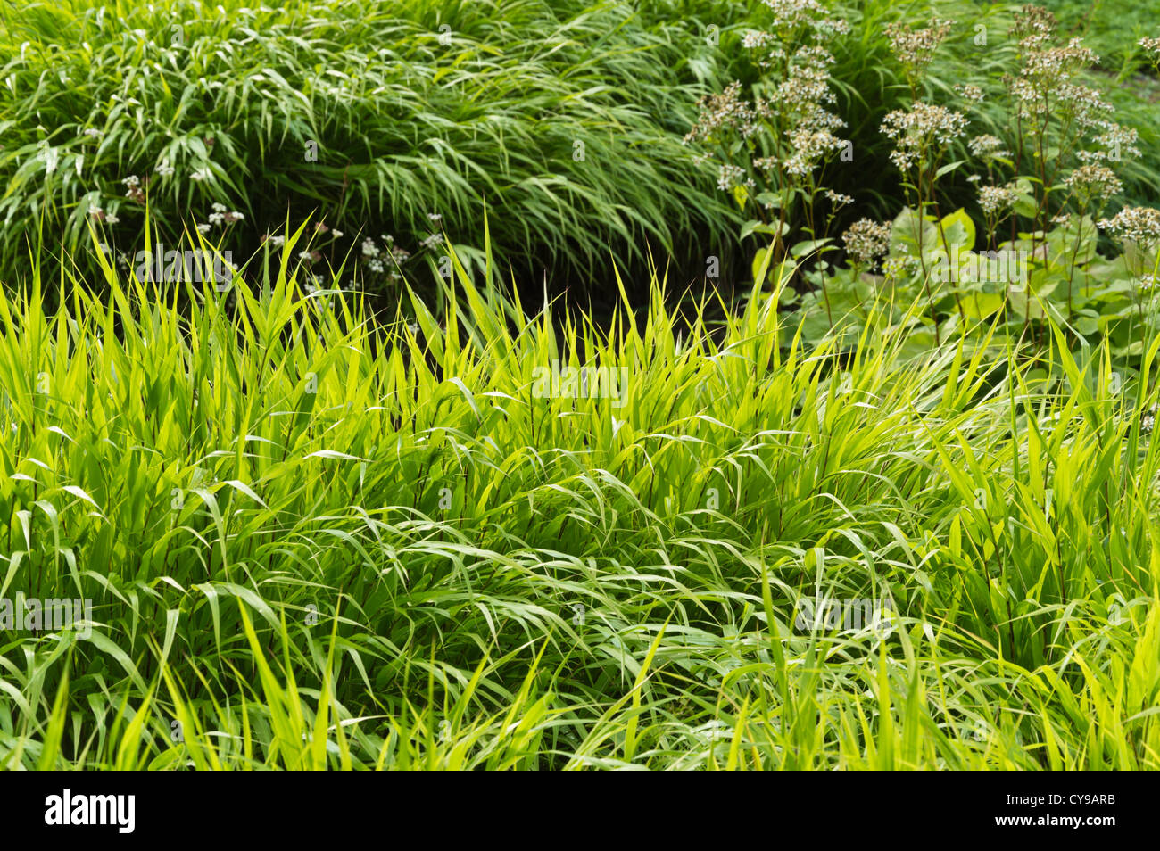 Hakonechloa hi-res stock photography and images - Alamy