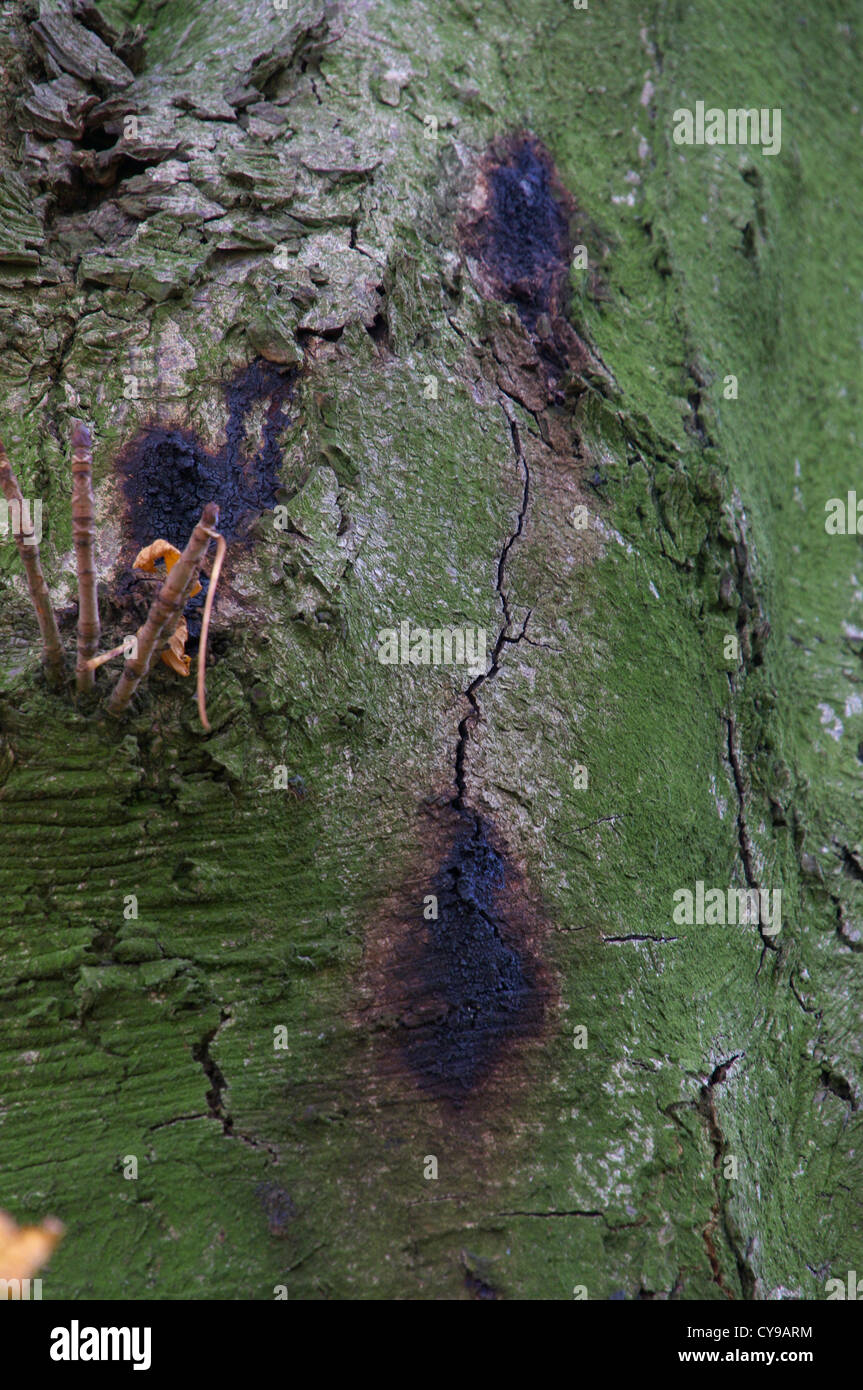 Tree canker hi-res stock photography and images - Alamy