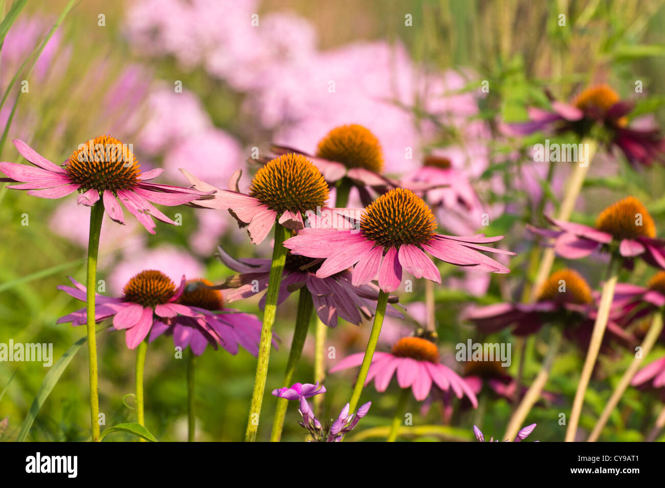 Purple cone flower (Echinacea purpurea 'Rubinstern' Stock Photo - Alamy