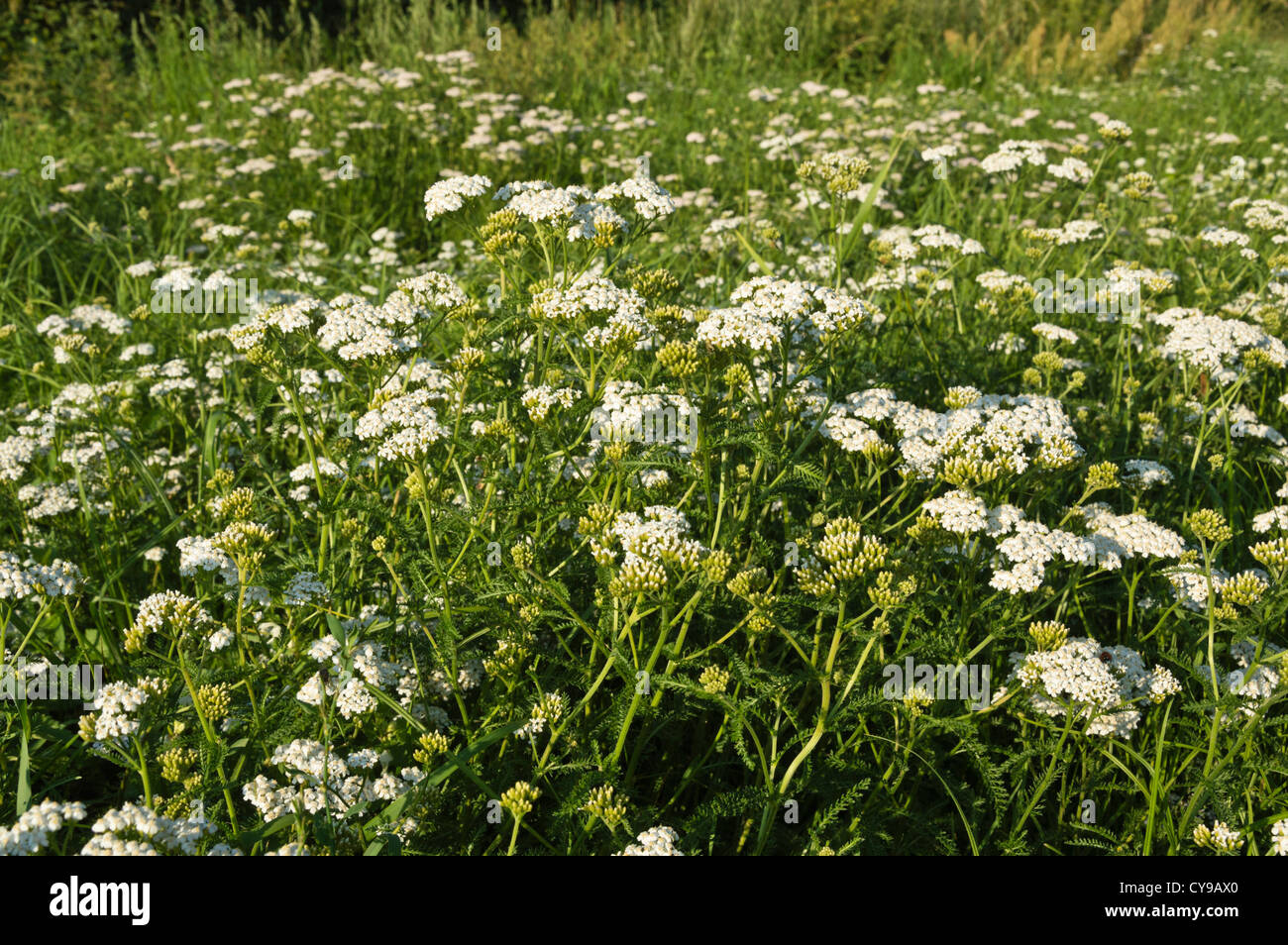 Common yarrow (Achillea millefolium Stock Photo - Alamy