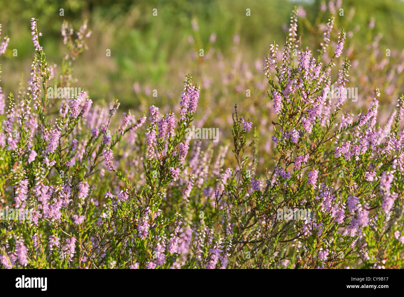 Common heather (Calluna vulgaris Stock Photo - Alamy