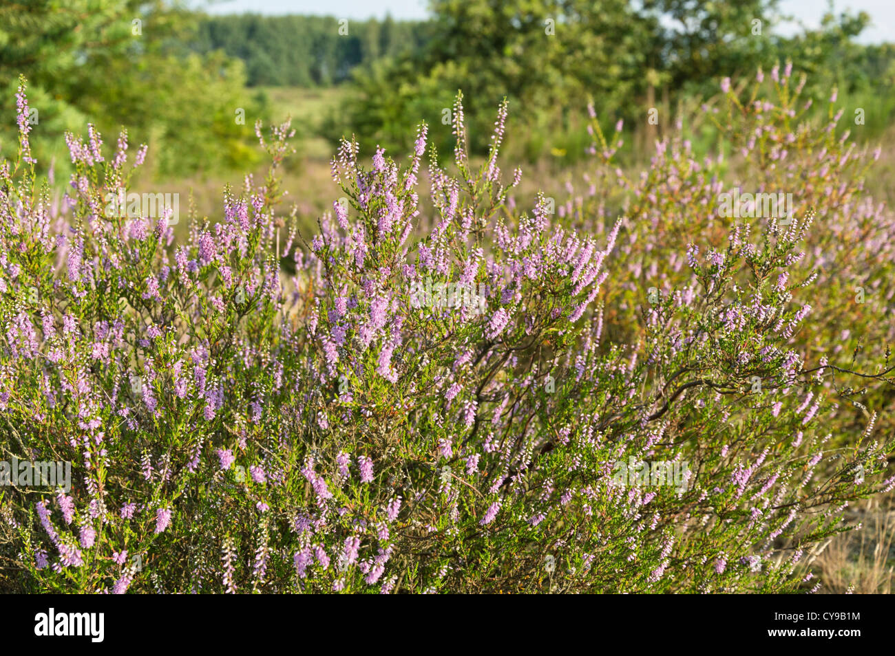 Common heather (Calluna vulgaris Stock Photo - Alamy