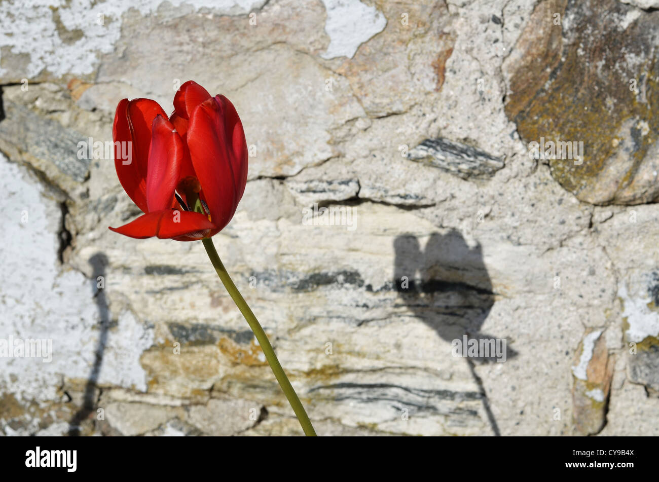 A single tulip, casting shadow on the wall Stock Photo - Alamy