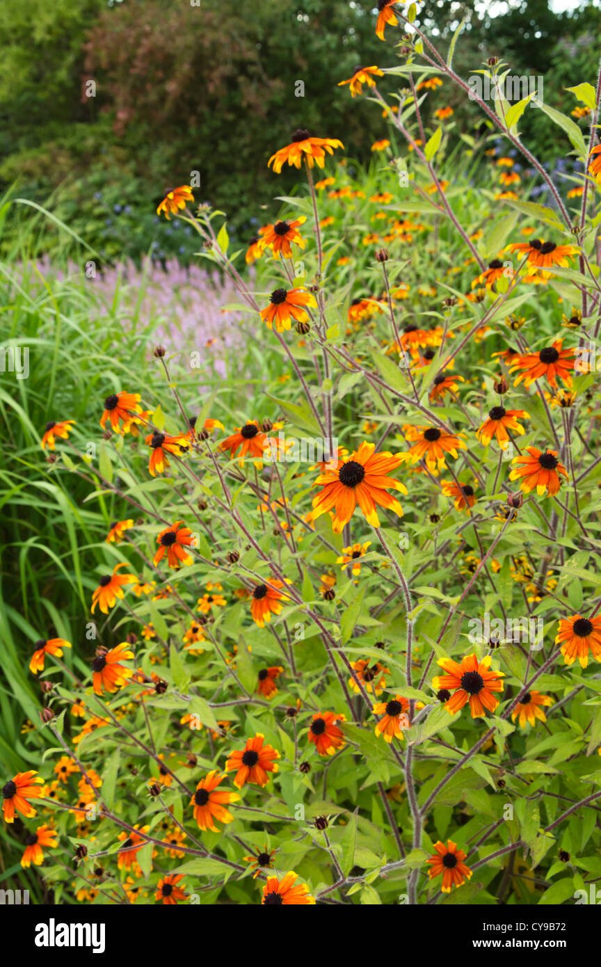 Rudbeckia triloba hi-res stock photography and images - Alamy