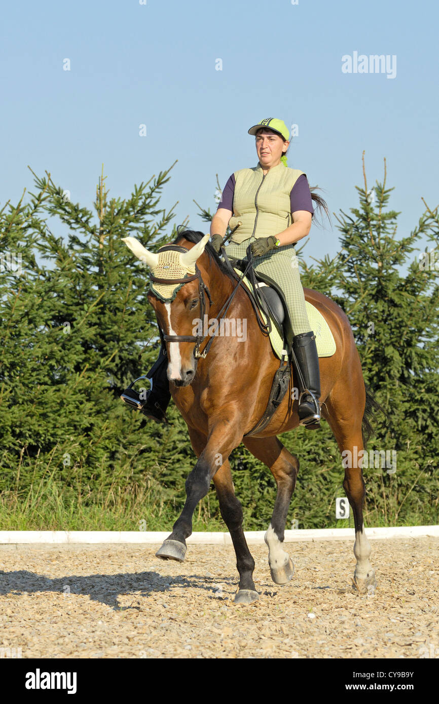 Trott horse hi-res stock photography and images - Alamy