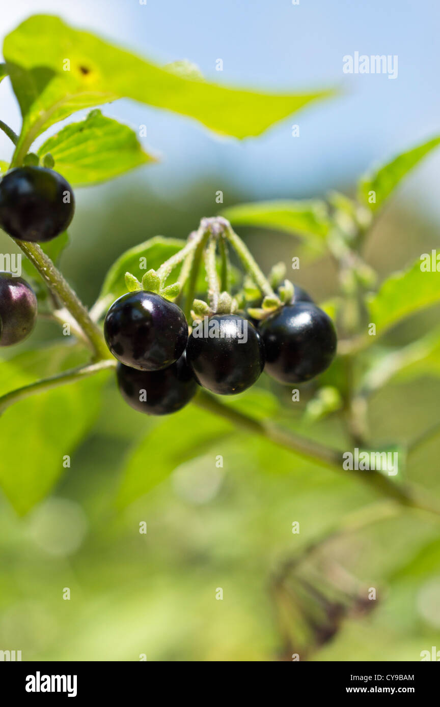 Solanum nigrum species hi-res stock photography and images - Alamy