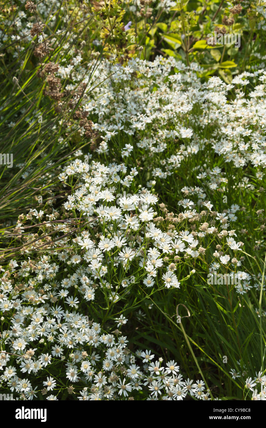 Upland white aster (Solidago ptarmicoides syn. Aster ptarmicoides Stock ...