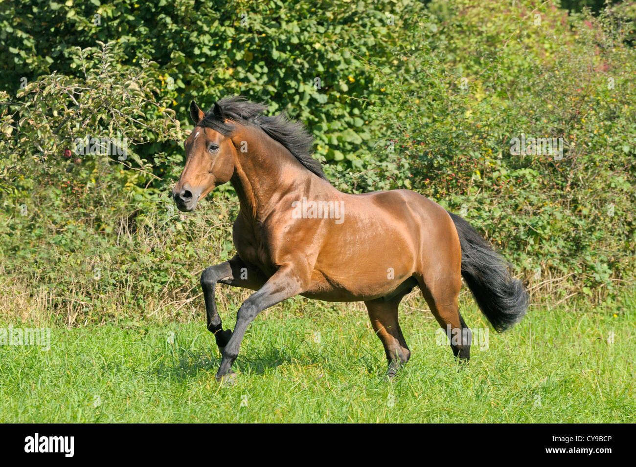 Holstein breed horse galloping in the field Stock Photo - Alamy