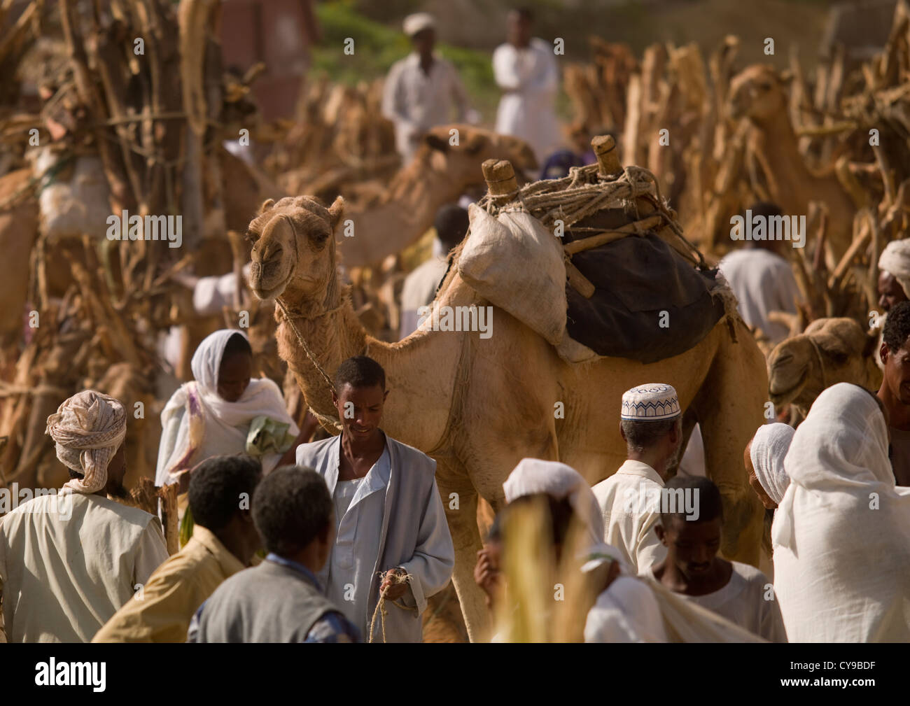 Monday Camel Market In Keren, Eritrea Stock Photo - Alamy