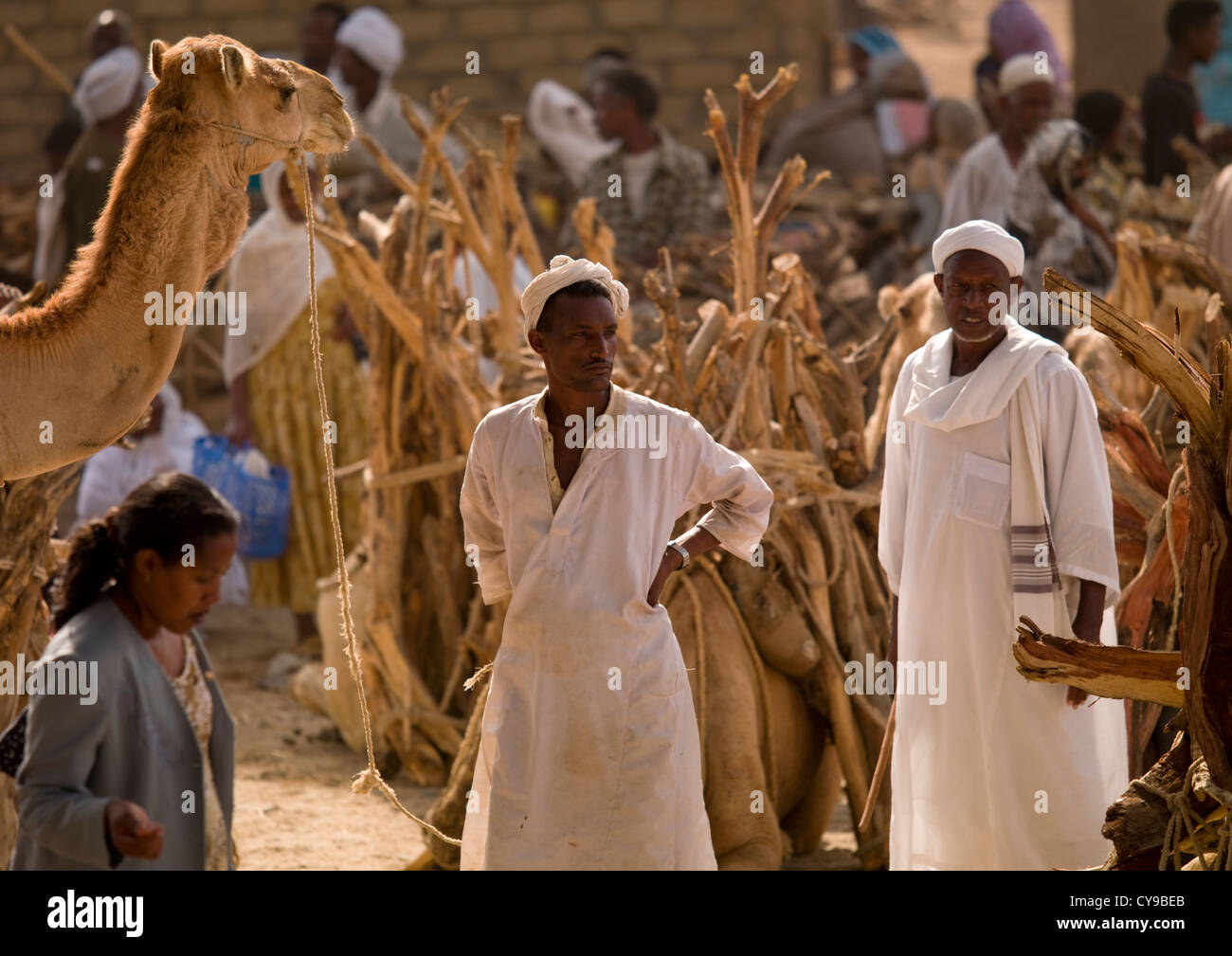 Camelus dromedaris hi-res stock photography and images - Alamy