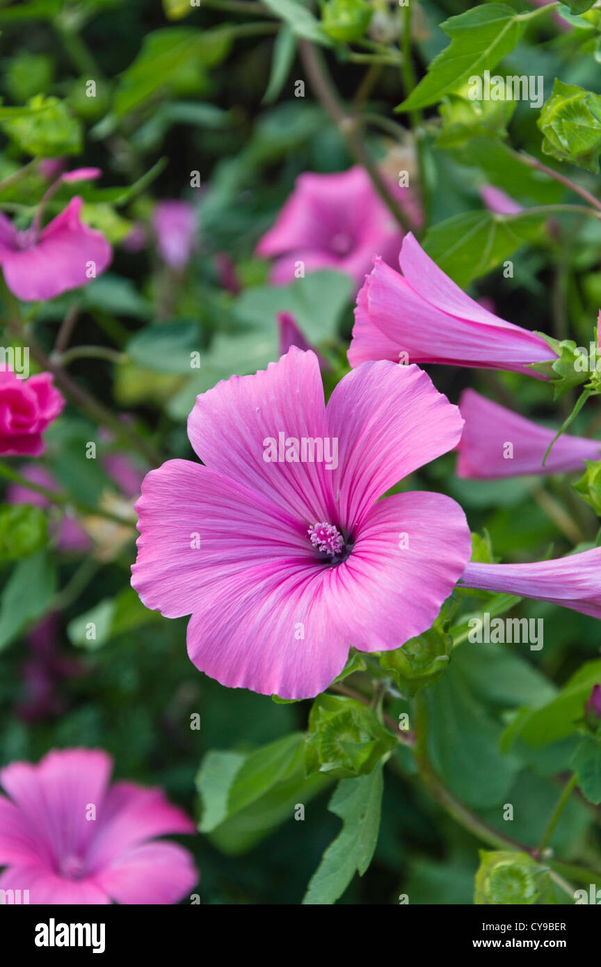 Annual tree mallow (Lavatera trimestris 'Mont Rose' Stock Photo - Alamy