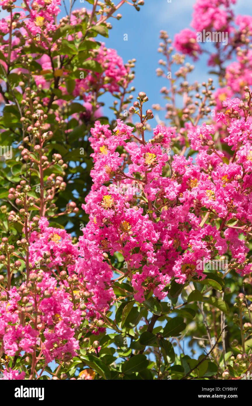 Crape myrtle (Lagerstroemia indica Stock Photo - Alamy