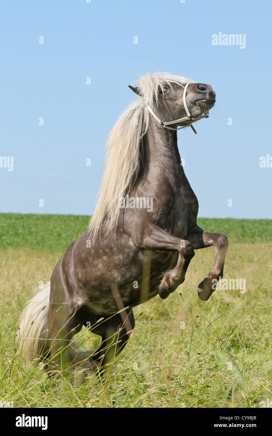 Silver Dapple Inverurie