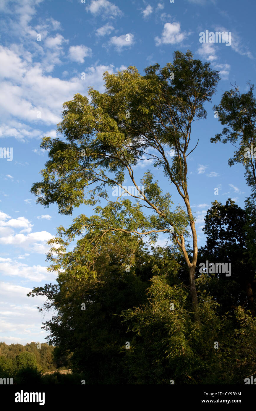 Ash Tree in the Landscape Fraxinus excelsior Stock Photo - Alamy